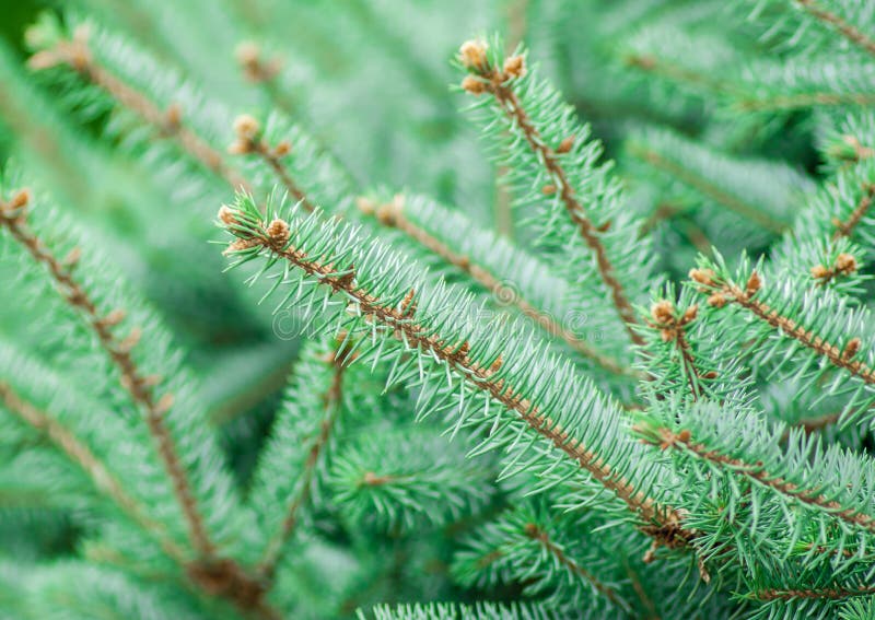 Silver, blue spruce pine stock photo. Image of blue, horizontal - 33278596
