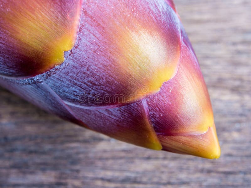 Silver Bluggoe Banana Blossom Stock Photo - Image of detail, banana ...