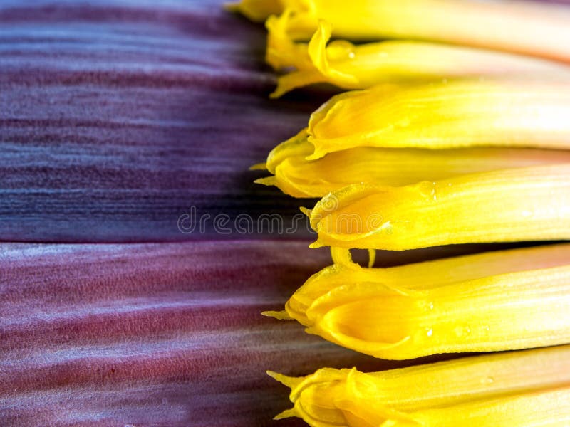 Silver Bluggoe Banana Blossom Stock Image - Image of macro, tropical ...