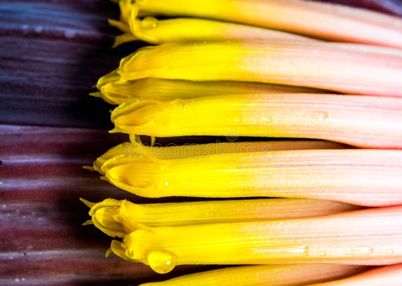 Silver Bluggoe Banana Blossom Stock Image - Image of tropical, detail ...