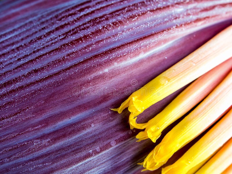 Silver Bluggoe Banana Blossom Stock Photo - Image of macro, plant: 97146258