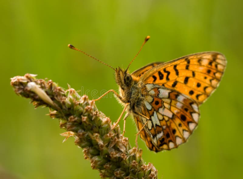 Silver-bordered Fritillary Butterfly Stock Photo - Image of orange ...