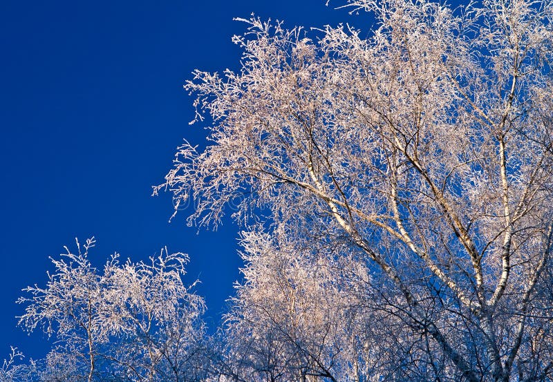 Silver branches stock image. Image of bright, color, outdoors - 12609127