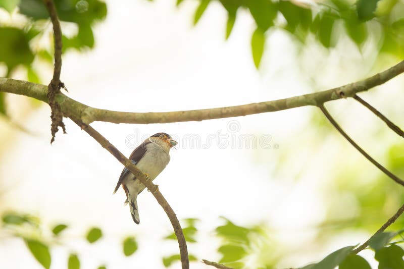Silver-breasted Broadbill are Feeding Baby Stock Photo - Image of ...