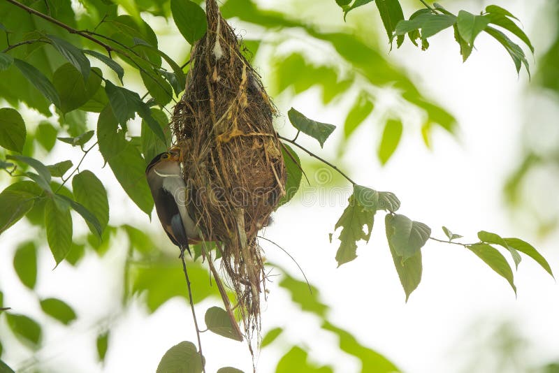 Silver-breasted Broadbill are Feeding Baby Stock Photo - Image of ...
