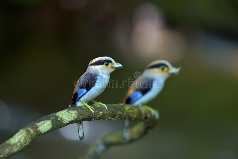 Silver-breasted Broadbill Food at Mouth Stock Photo - Image of perching ...