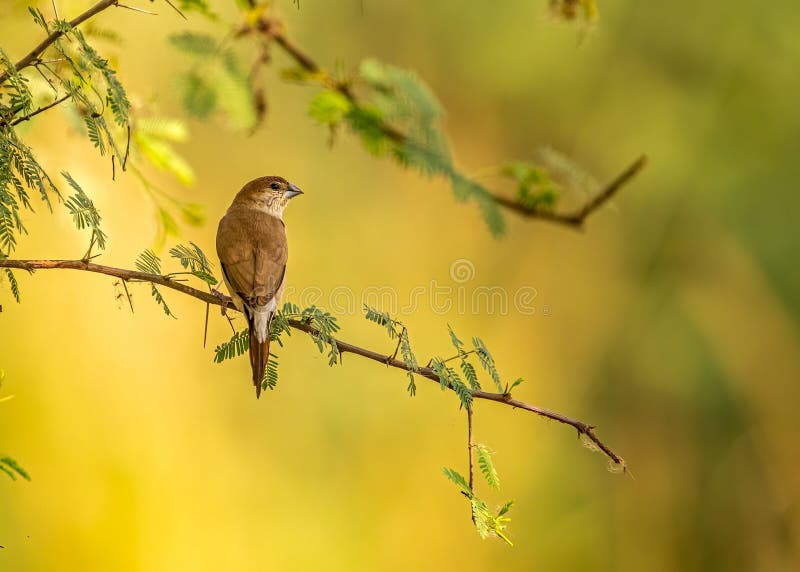 A Silver Bull in Its Habitat Stock Image - Image of cute, twig: 260146749