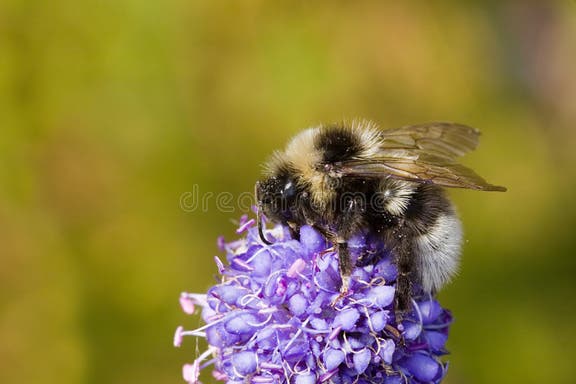 Silver bumblebee stock image. Image of busy, color, hair - 2603323