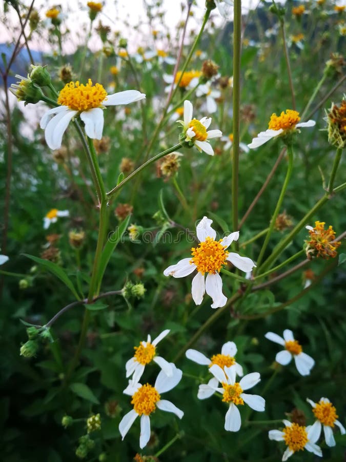 Silver button tree stock image. Image of garden, plant - 288422839