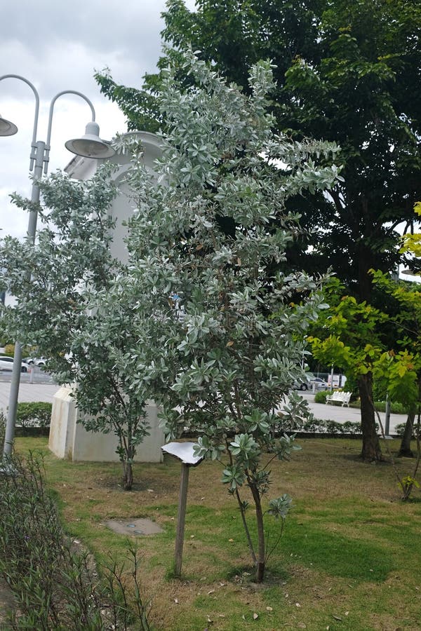 Silver Buttonwood Tree stock image. Image of shrub, vivid - 402119575