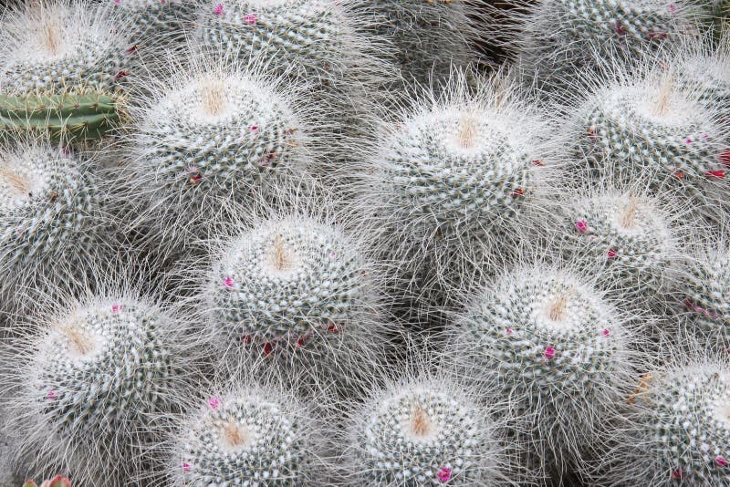 Silver Cactus stock photo. Image of points, details, nature - 26844402