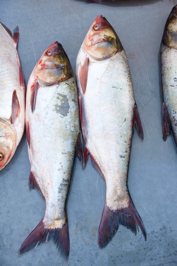 Silver carp stock photo. Image of freshwater, silver - 29570200