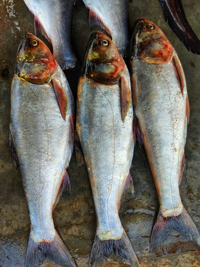Silver Carp Fish Arranged in Row in Indian Fish Market for Sale Stock ...