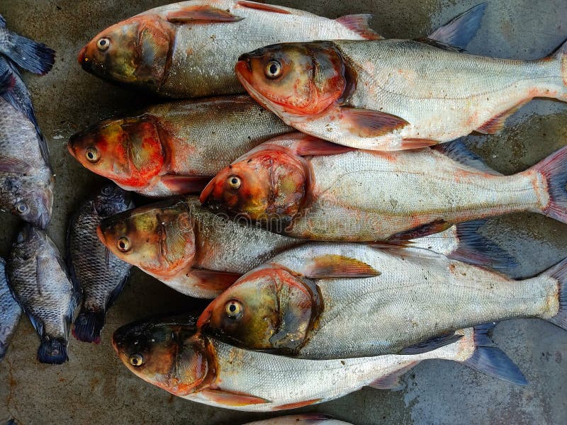 Silver Carp Fish Arranged in Row in Indian Fish Market for Sale Stock ...