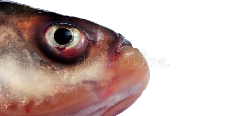 Silver Carp Fish Head Close-up. Stock Photo - Image of copy, animal ...