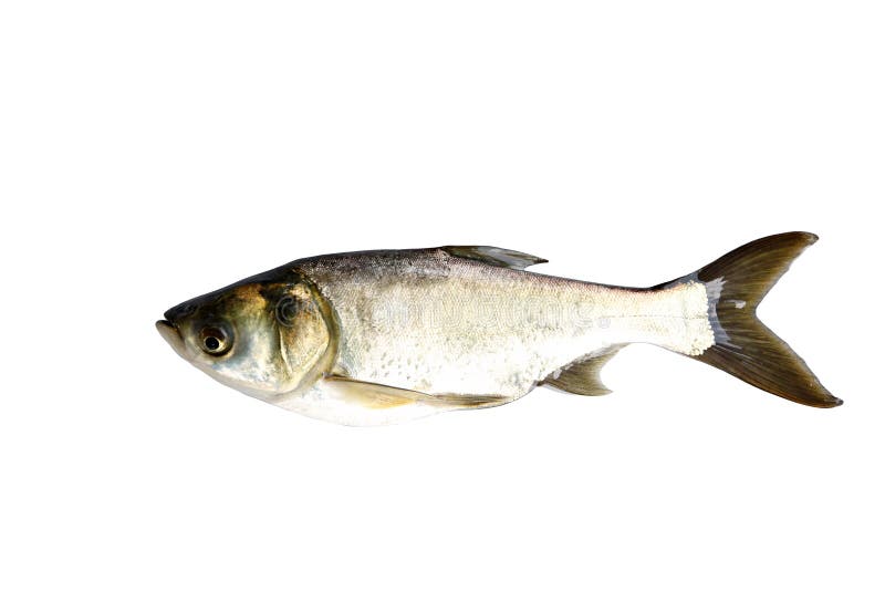 Fish Silver Carp, Hypophthalmichthys Molitrix Stock Photo - Image of ...