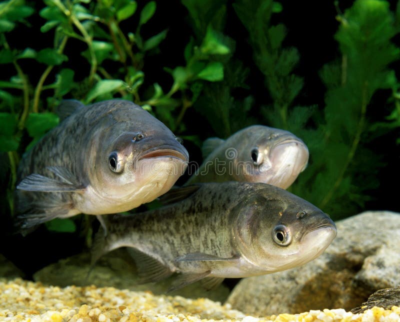 Silver carp fillet stock photo. Image of fresh, fish - 16421348