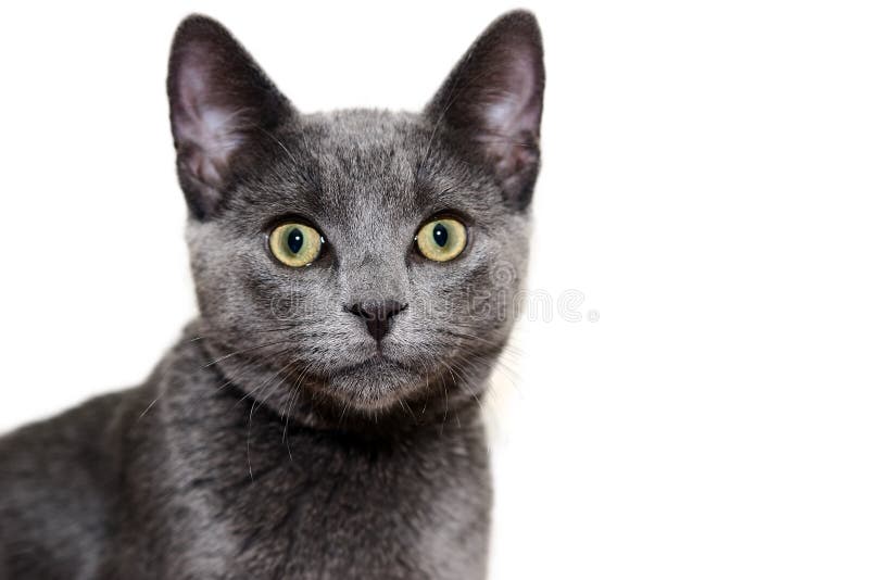 26,455 Silver Cat Stock Photos - Free & Royalty-Free Stock Photos from ...