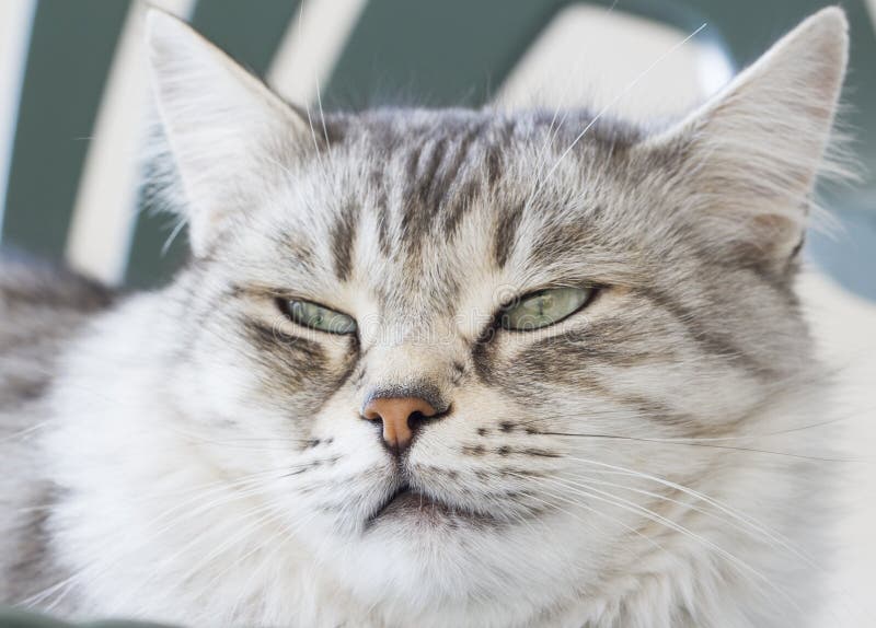 Silver cat, foreground stock image. Image of domestic - 79358049