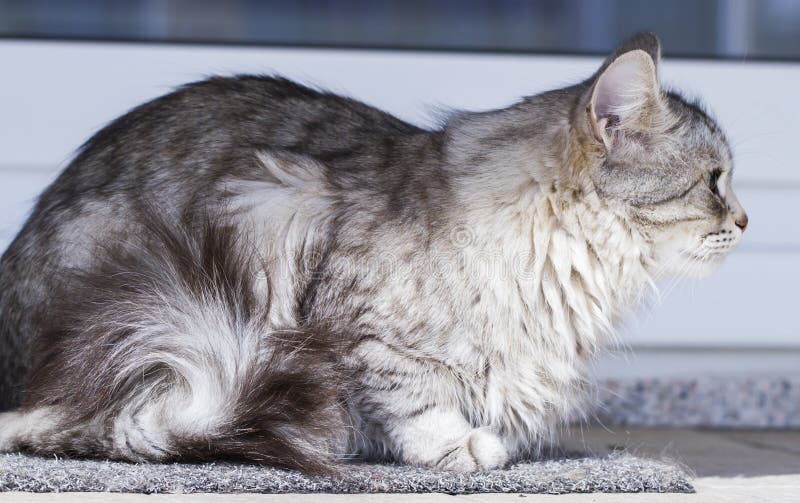Silver Cat in the Garden, Long Haired Siberian Breed Stock Photo ...