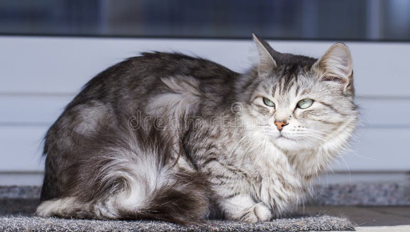 Silver Cat in the Garden, Long Haired Siberian Breed Stock Photo ...