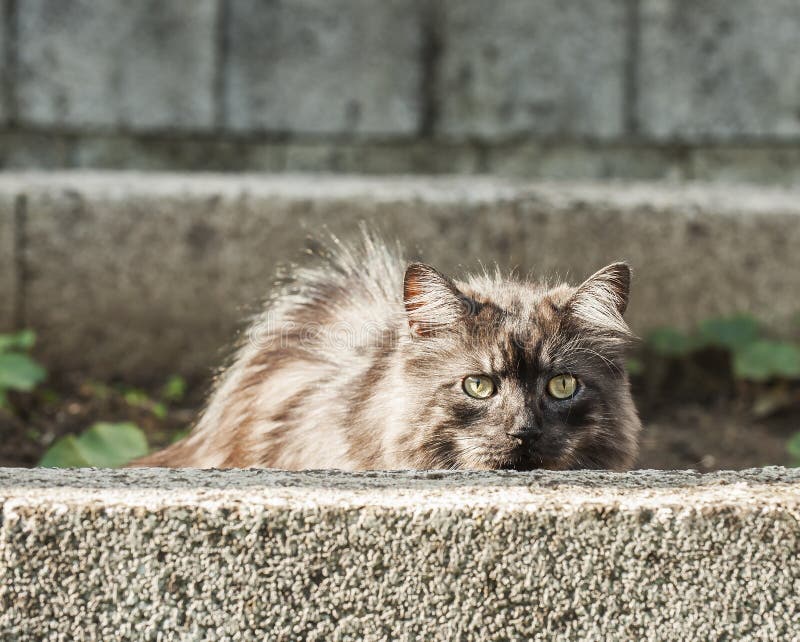 Silver Cat is Hidding Behind a Wall Stock Photo - Image of female ...
