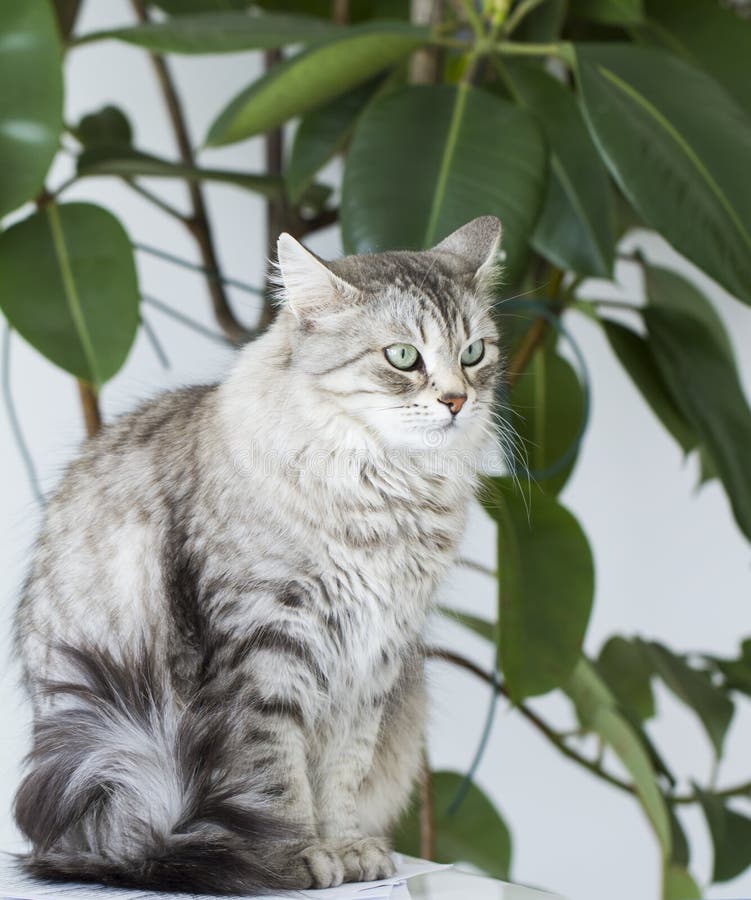3,524 Breed Cat Siberian Silver Stock Photos - Free & Royalty-Free ...