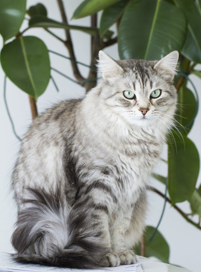3,338 Breed Cat Siberian Silver Photos - Free & Royalty-Free Stock ...