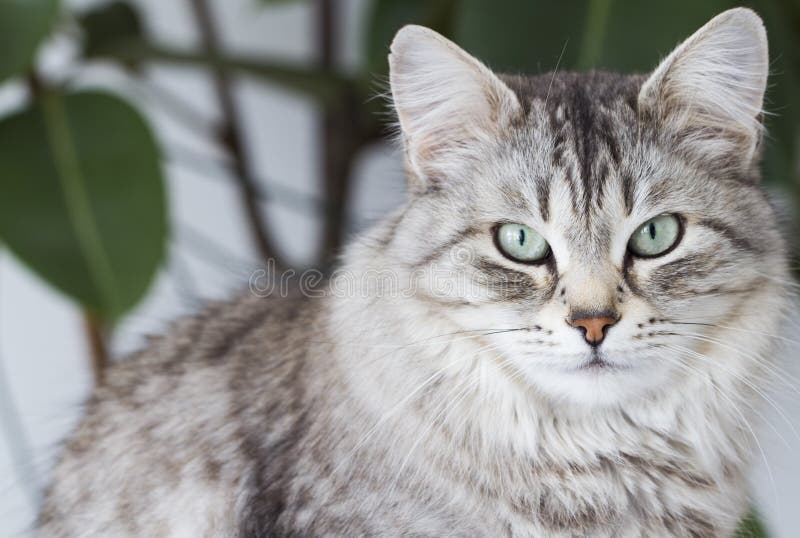 Silver Cat in the House, Siberian Breed Stock Photo - Image of feline ...