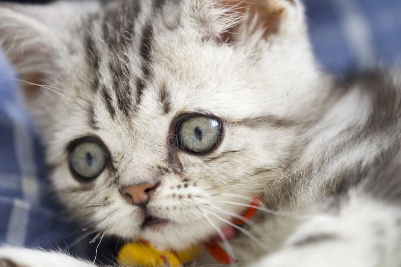 Silver cat stock image. Image of gold, tabbies, domestic - 31218277