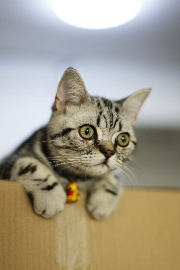 Silver cat stock photo. Image of looking, kitten, eyes - 35242724