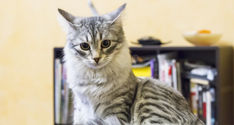 Silver Cat of Siberian Breed in the House Stock Photo - Image of haired ...