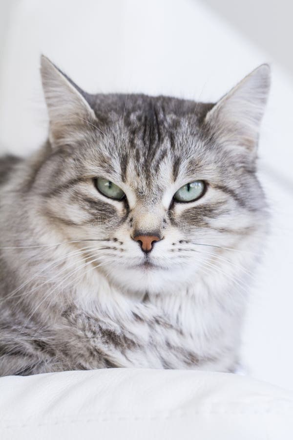 Silver Cat of Siberian Breed, Relaxing on the Sofa Stock Image - Image ...