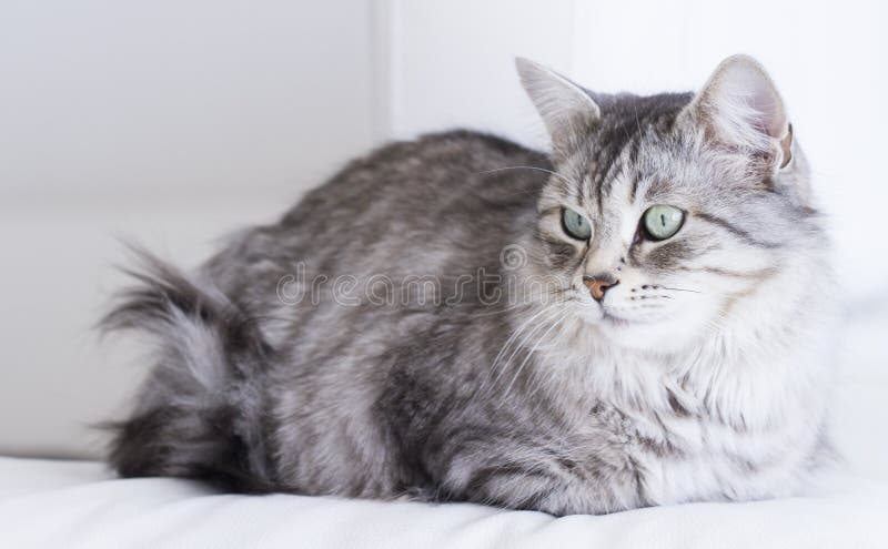 Silver Cat of Siberian Breed, Relaxing on the Sofa Stock Photo - Image ...