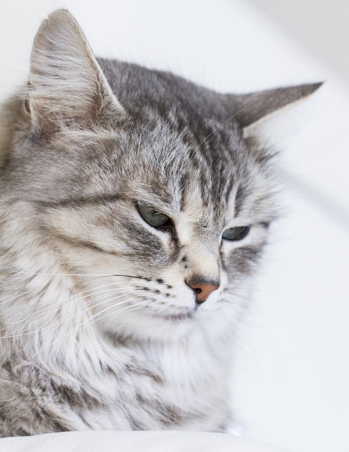 Silver Cat of Siberian Breed, Relaxing on the Sofa Stock Image - Image ...
