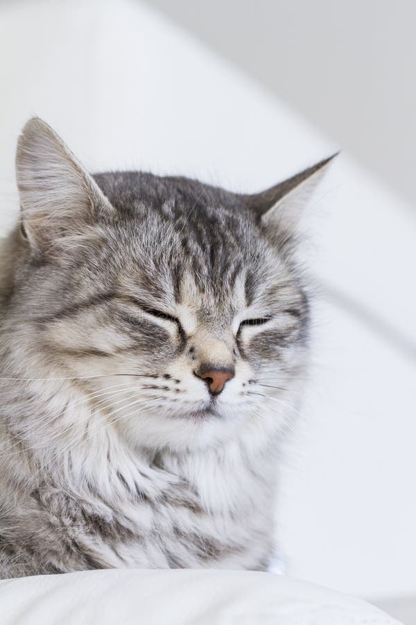 Silver Cat of Siberian Breed, Relaxing on the Sofa Stock Photo - Image ...