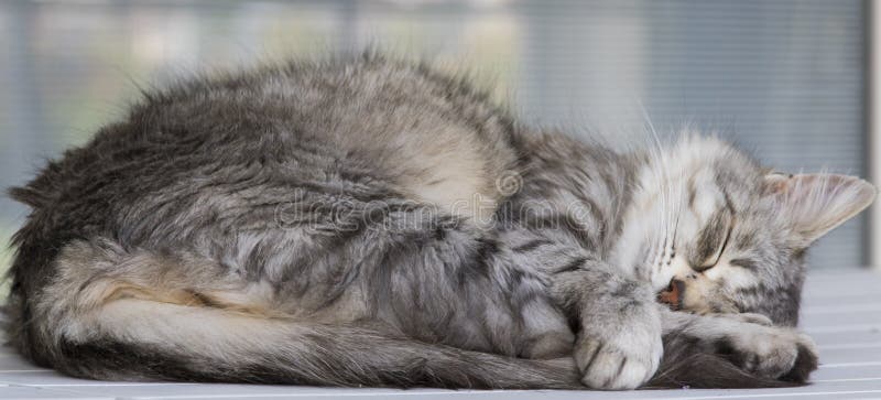 Silver Cat of Siberian Breed, Sleeping on the Table Stock Image - Image ...