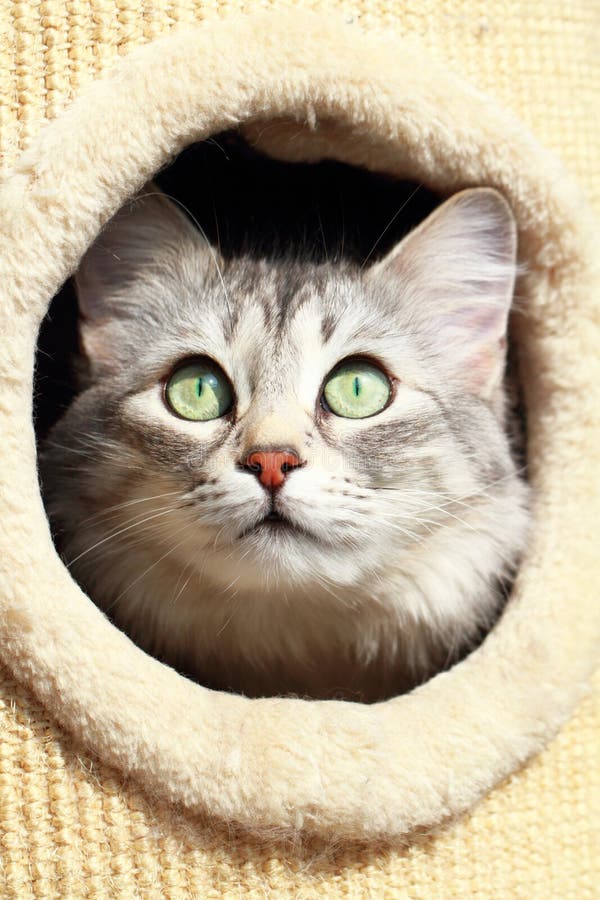 Silver cat, siberian breed stock photo. Image of puppy - 38875976