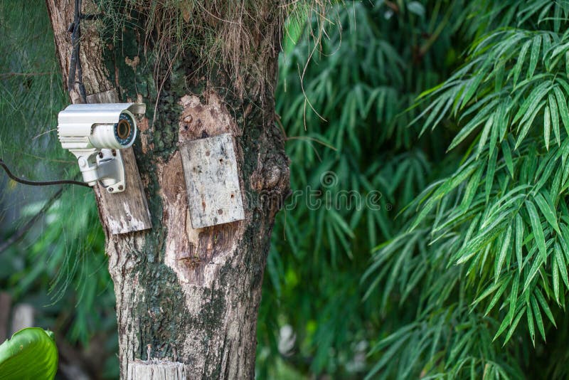 Blink XT Outdoor Security Camera on a Trunk of a Tree Editorial Photo ...