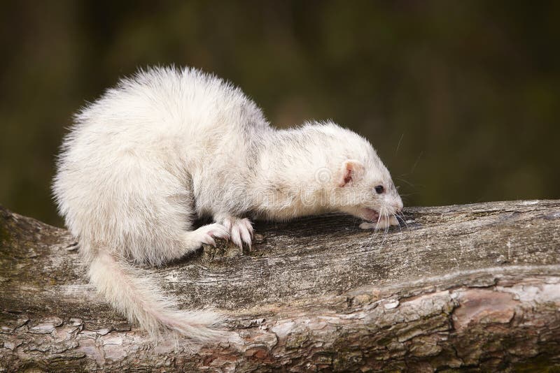 Ferret in the tree stock image. Image of brown, tree - 104516409