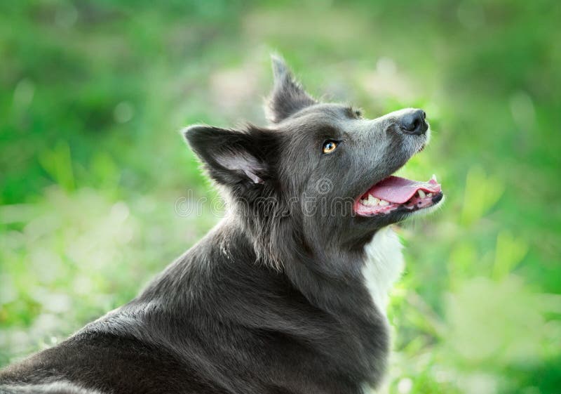 Silver Colored Border Collie Portrait in Summer Stock Photo - Image of ...
