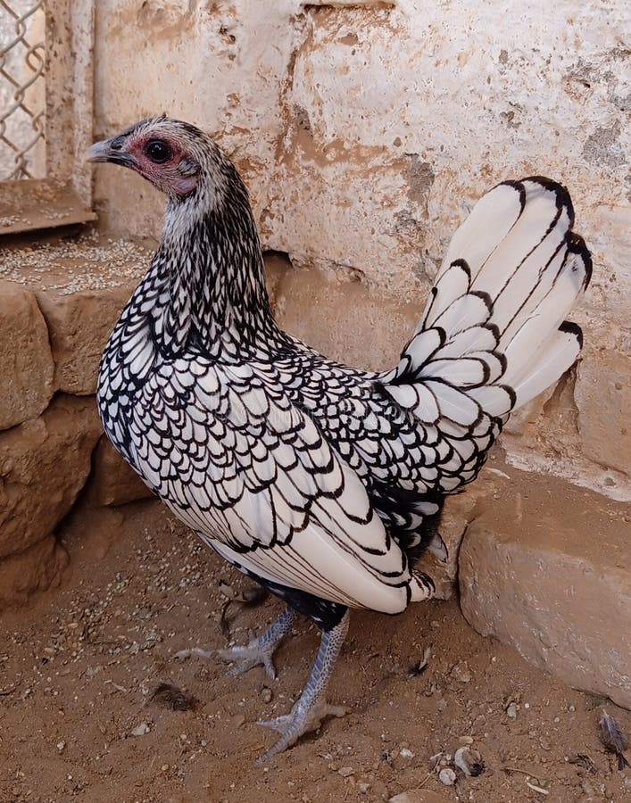Silver Colored Hen. Sebright Chicken Breed or Bantam Chicken Stock ...