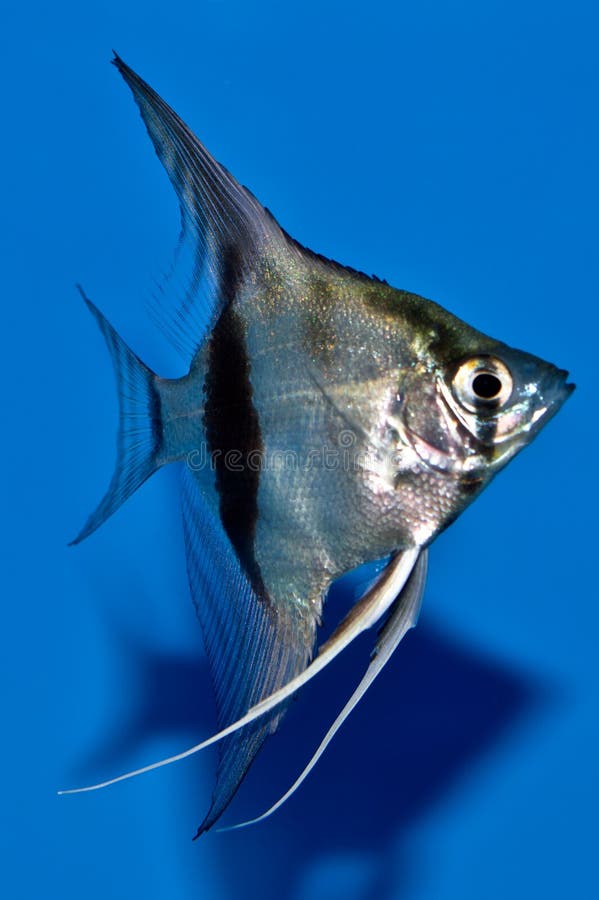 Silver Common Angelfish Full Body Sideview Closeup Stock Photo - Image ...