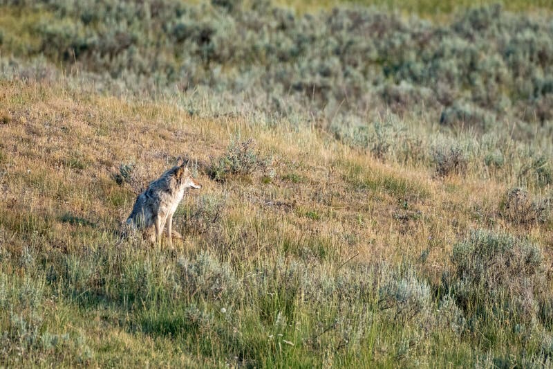 Silver Coyote Sits on Grassy Hillside Stock Photo - Image of field ...