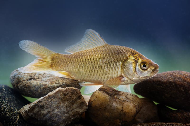 Silver crucian carp stock image. Image of eating, nature - 68048517