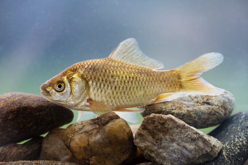 Skin crucian carp frozen - comicshopu