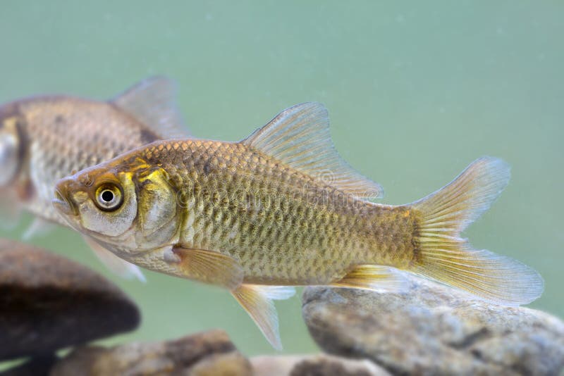 Silver crucian carp stock image. Image of tasty, sport - 88768581
