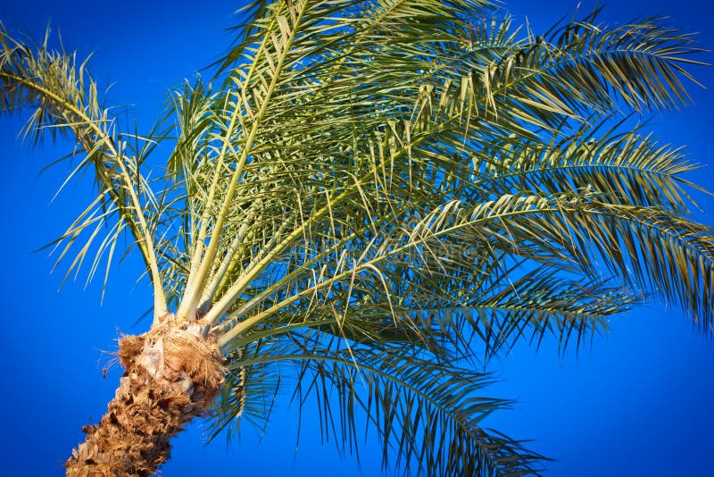 Silver Date Palm Tree in a Garden.Common Names Including the Indian ...