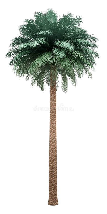 Single Date Palm Tree Isolated White Stock Illustrations – 91 Single ...