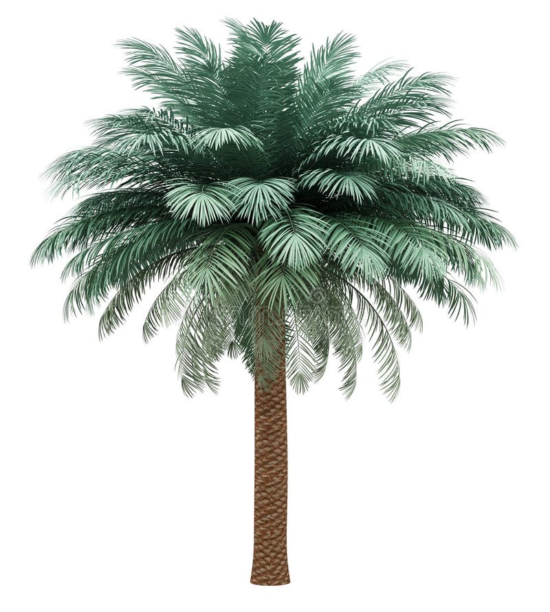 Silver Date Palm Tree Isolated on White. Top View Stock Illustration ...